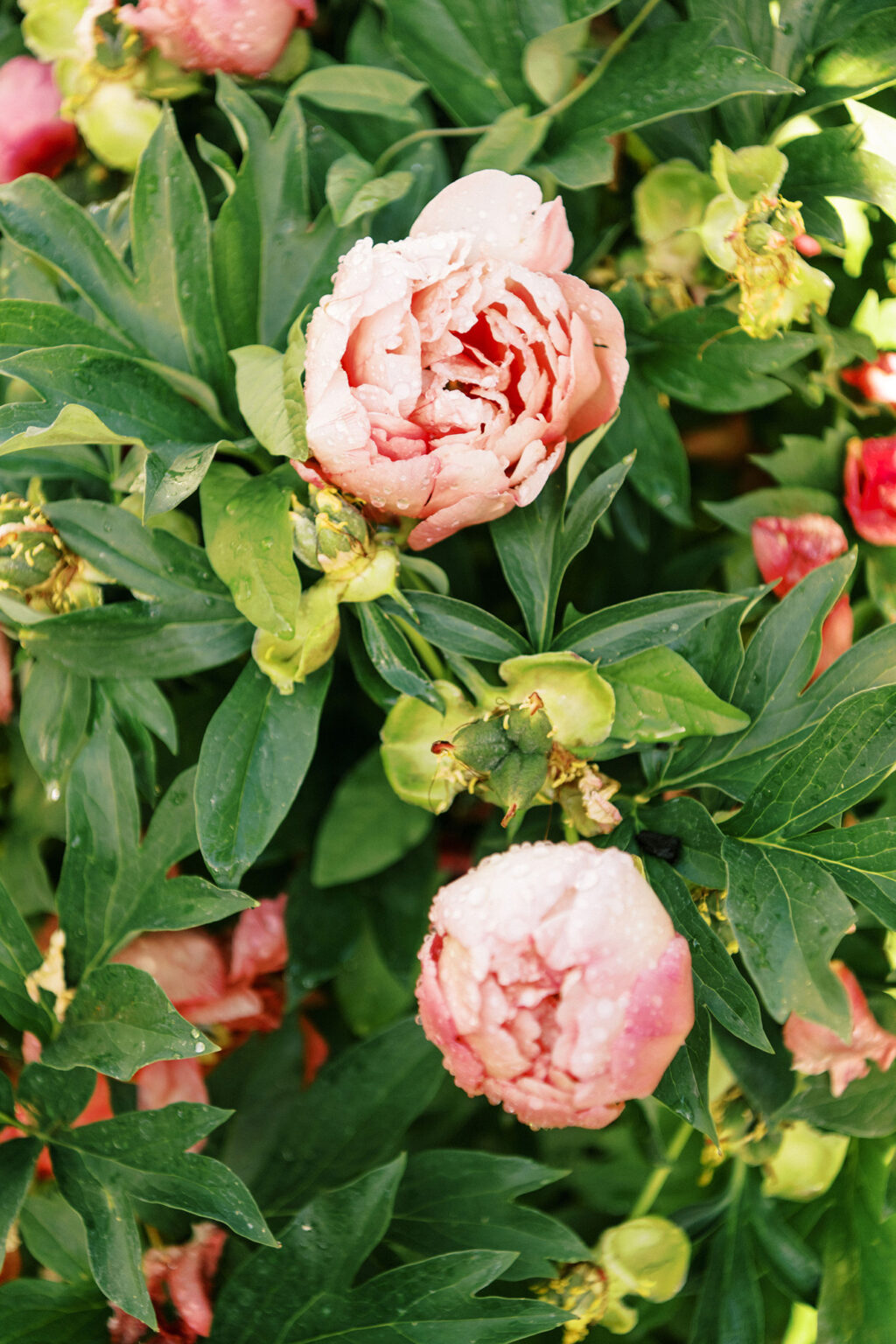 WORK – Emily Brooks Wayment